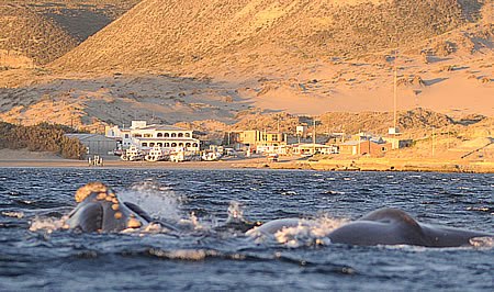 Avistaje de Ballenas, en Puerto Pirámides Península Valdés, rincón de ...
