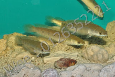 Jurassic Fish: Channa Marulioides @ Emperor Snakehead @ Toman Bunga