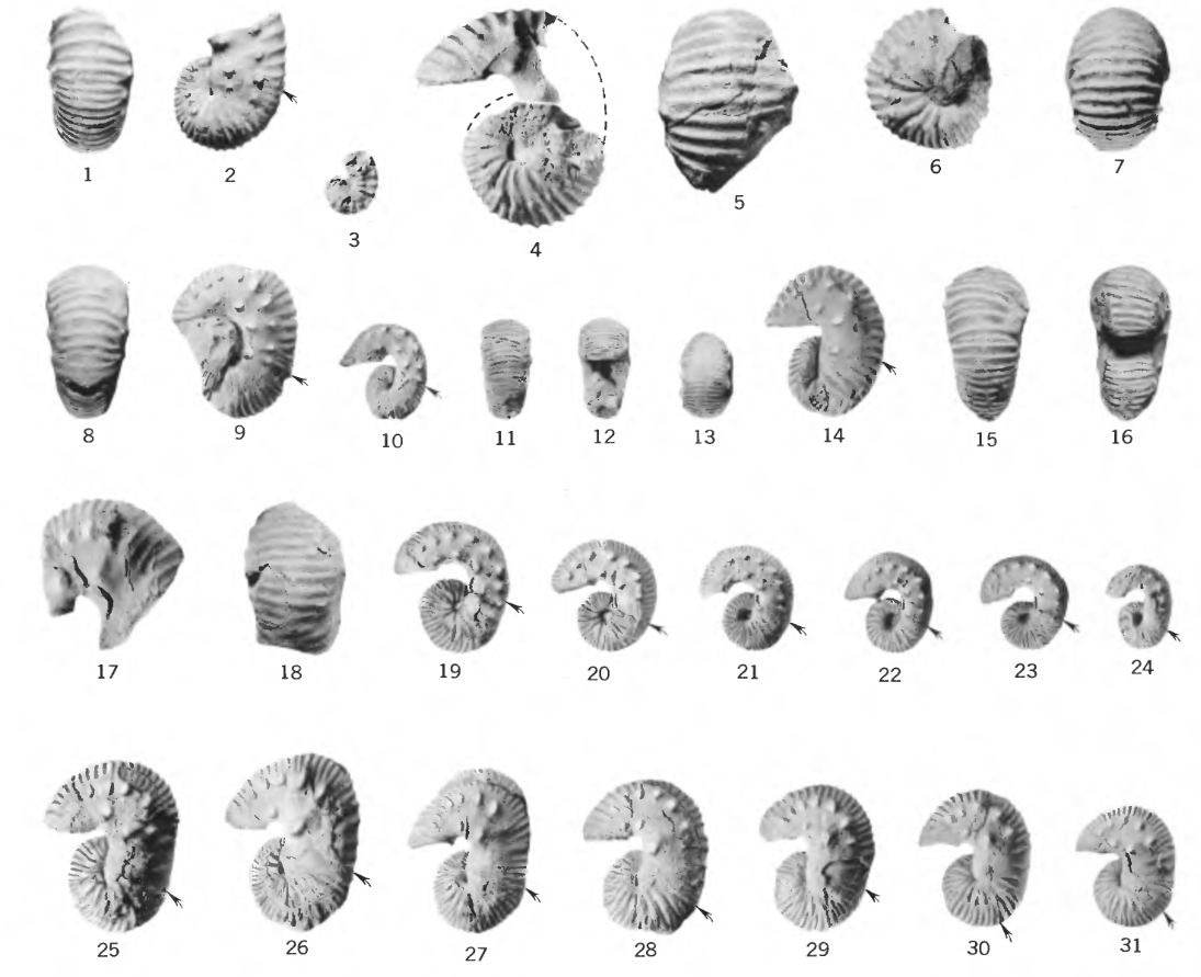 Ammonoidea: Scaphites hippocrepis and S. leei