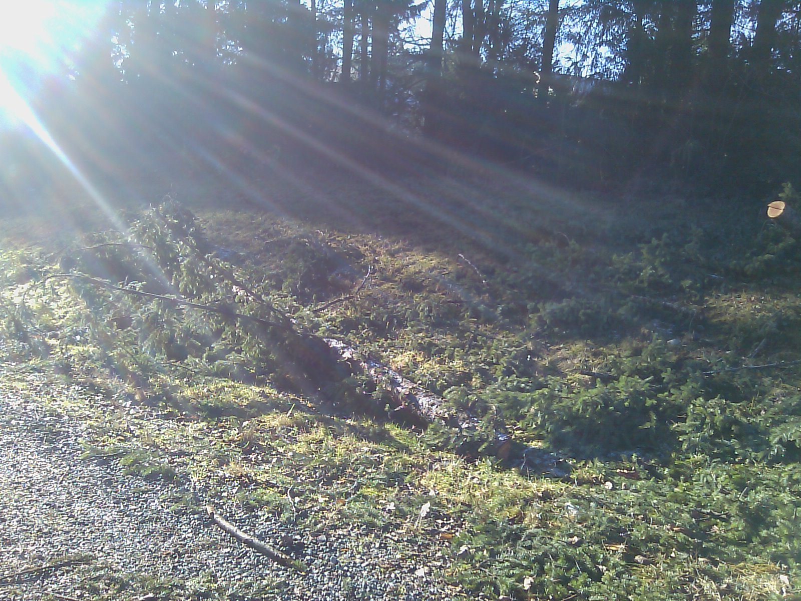 Barers of Maple Valley: Area Hit By Windstorm