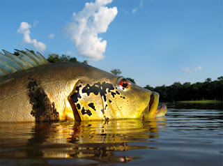 Fishing Guyana: The biggest Lukanani