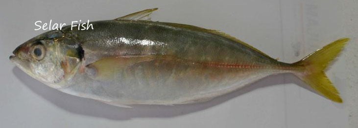 Gourmet Journey: Earl Grey Fish