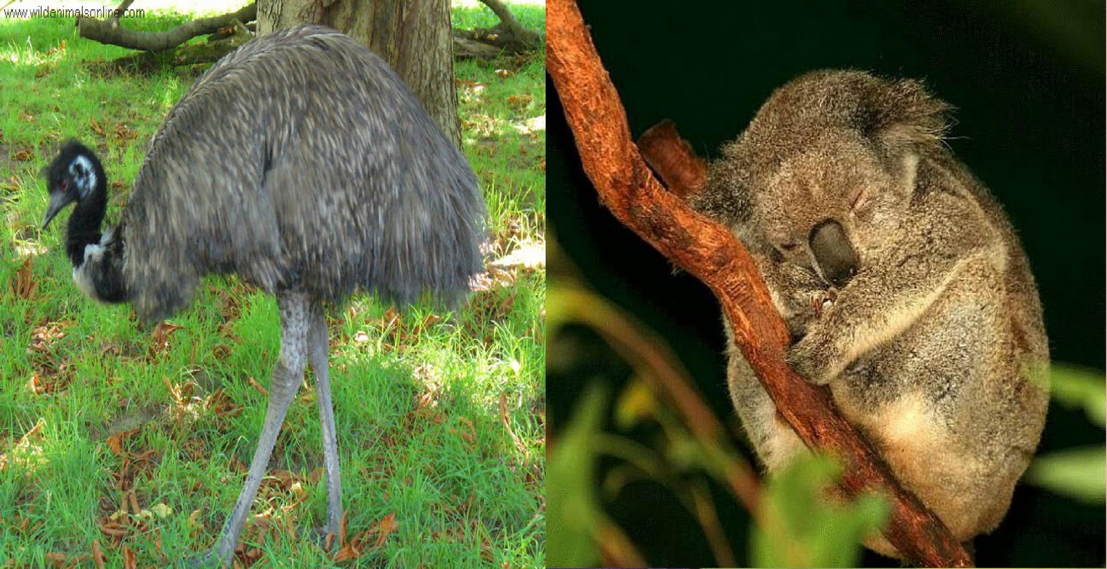 ENTRE TOD@S CRECEMOS: leyenda de australia: el koala y el emú