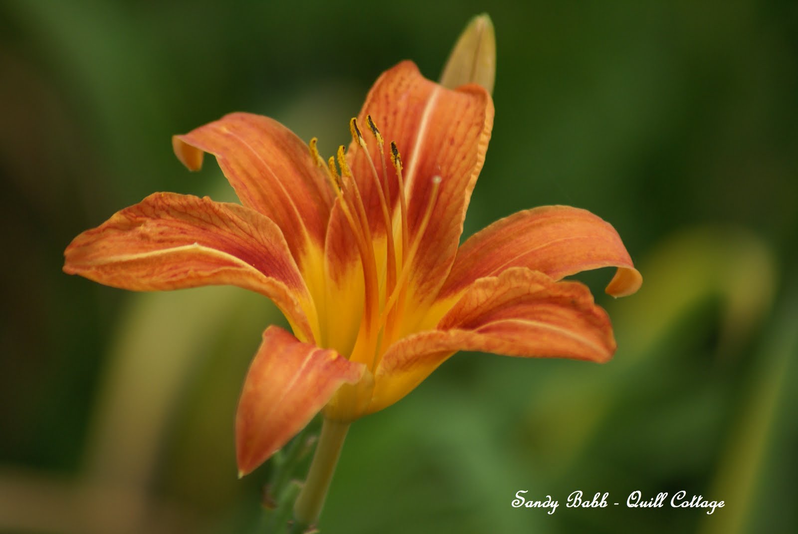Quill Cottage: A STUDY OF THE FLEUR-DE-LIS...