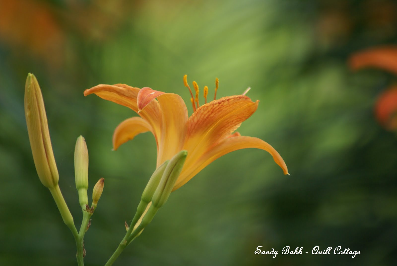 Quill Cottage: A STUDY OF THE FLEUR-DE-LIS...