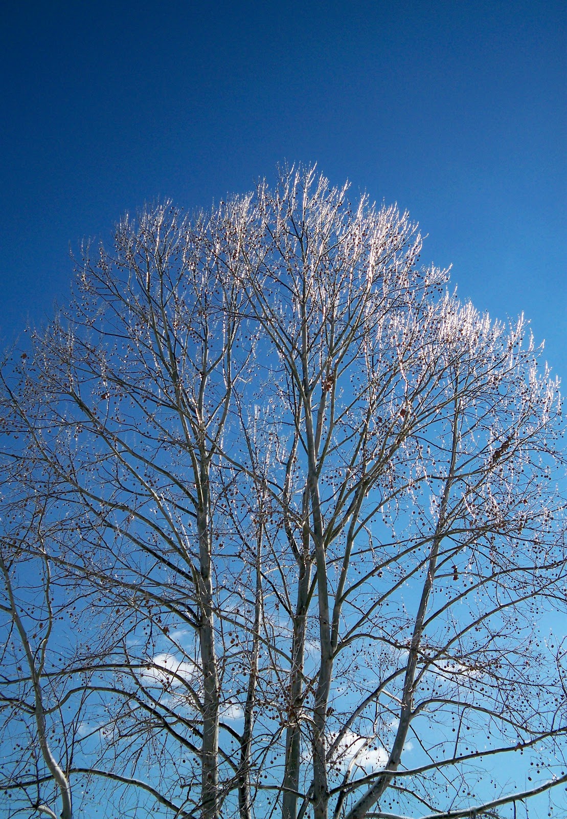 The Arrowood Trail Thru the Mountains: Ice Tipped Tree Branches~
