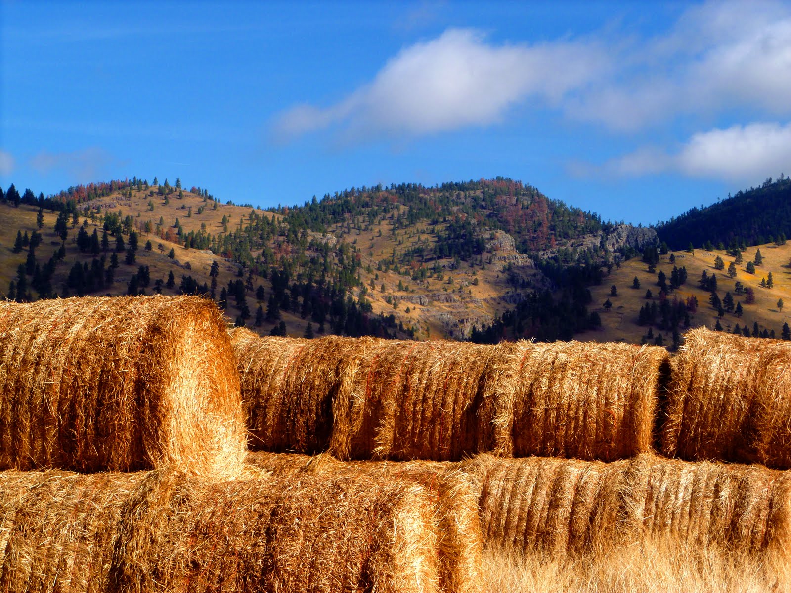 The Journey is a Wild One: Montana - Sauntering Through This Holy Land