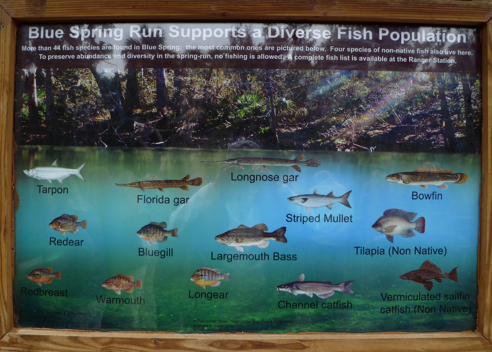 The Journey is a Wild One: Communing With the Manatees - December 10, 2010