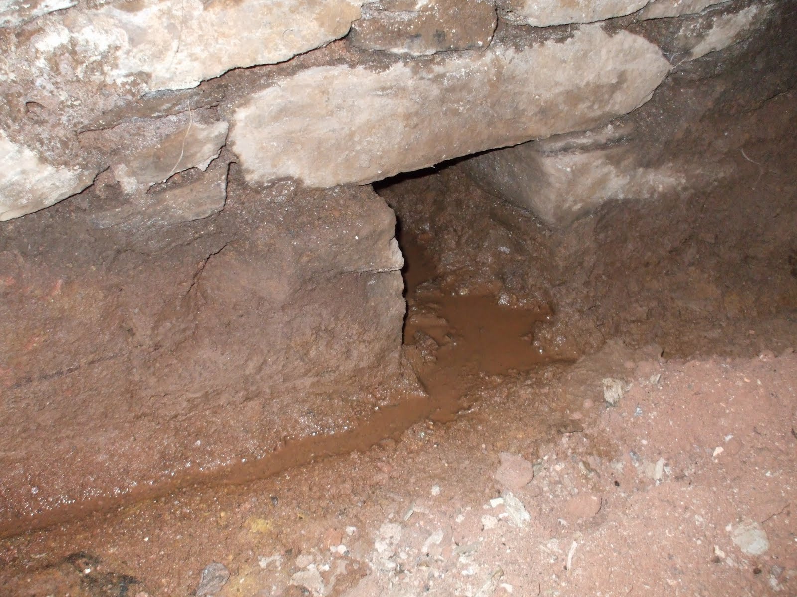 in search of the kiwi: dank dark cellar