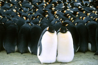 TUTTO QUELLO CHE VORRESTE SAPERE SUI PINGUINI