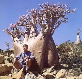 apaan sih?!: adenium di habitat aslinya