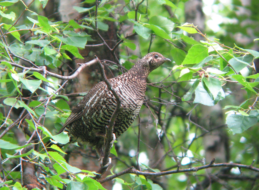 Pioneer Birding: AK - grouse