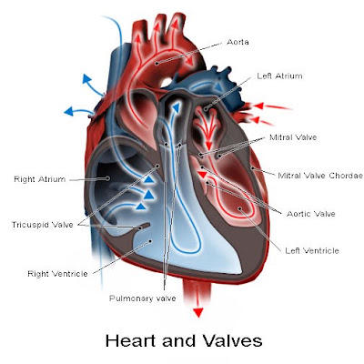 Ex-SMGRian 1991: Prolaps Injap Mitral