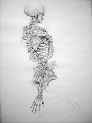 For Landon: Skeleton Drawing Week 3 (for Dec. 19)