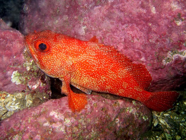 Poze cu ......: POZE CU PESTI EXOTICI