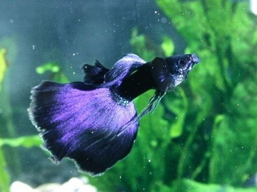 Poze cu ......: POZE CU PESTI EXOTICI