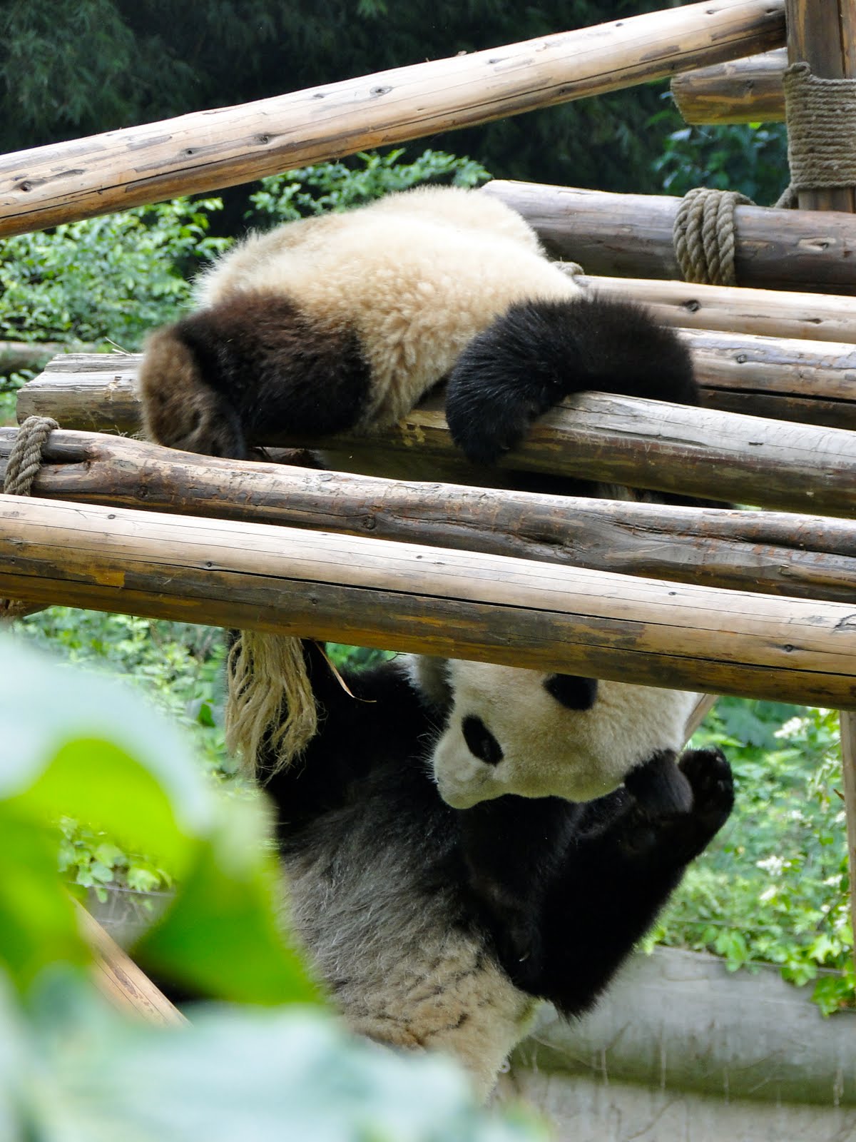 Two Pandas Walk into a Bar...