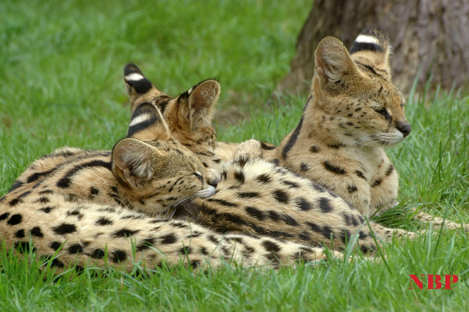 What!? A Highway Through the Serengeti? - National Biodiversity Parks