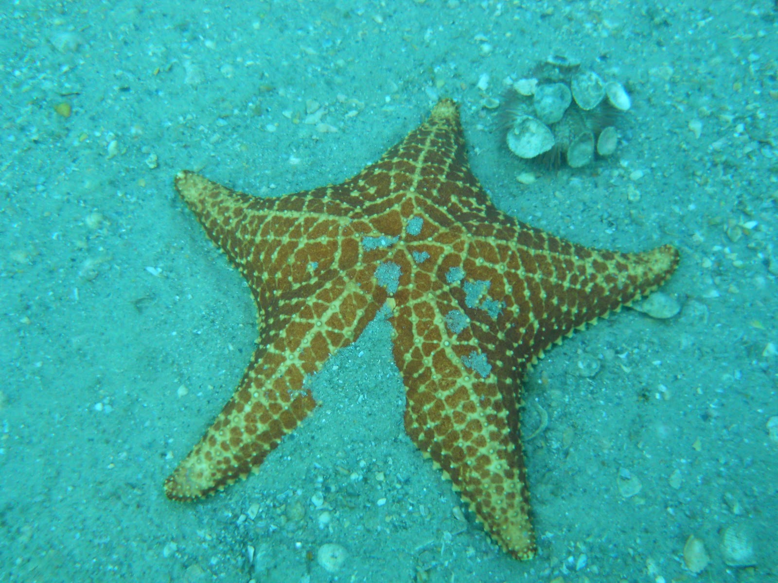 Common Shallow Water Marine Organisms: Cushion Sea Star