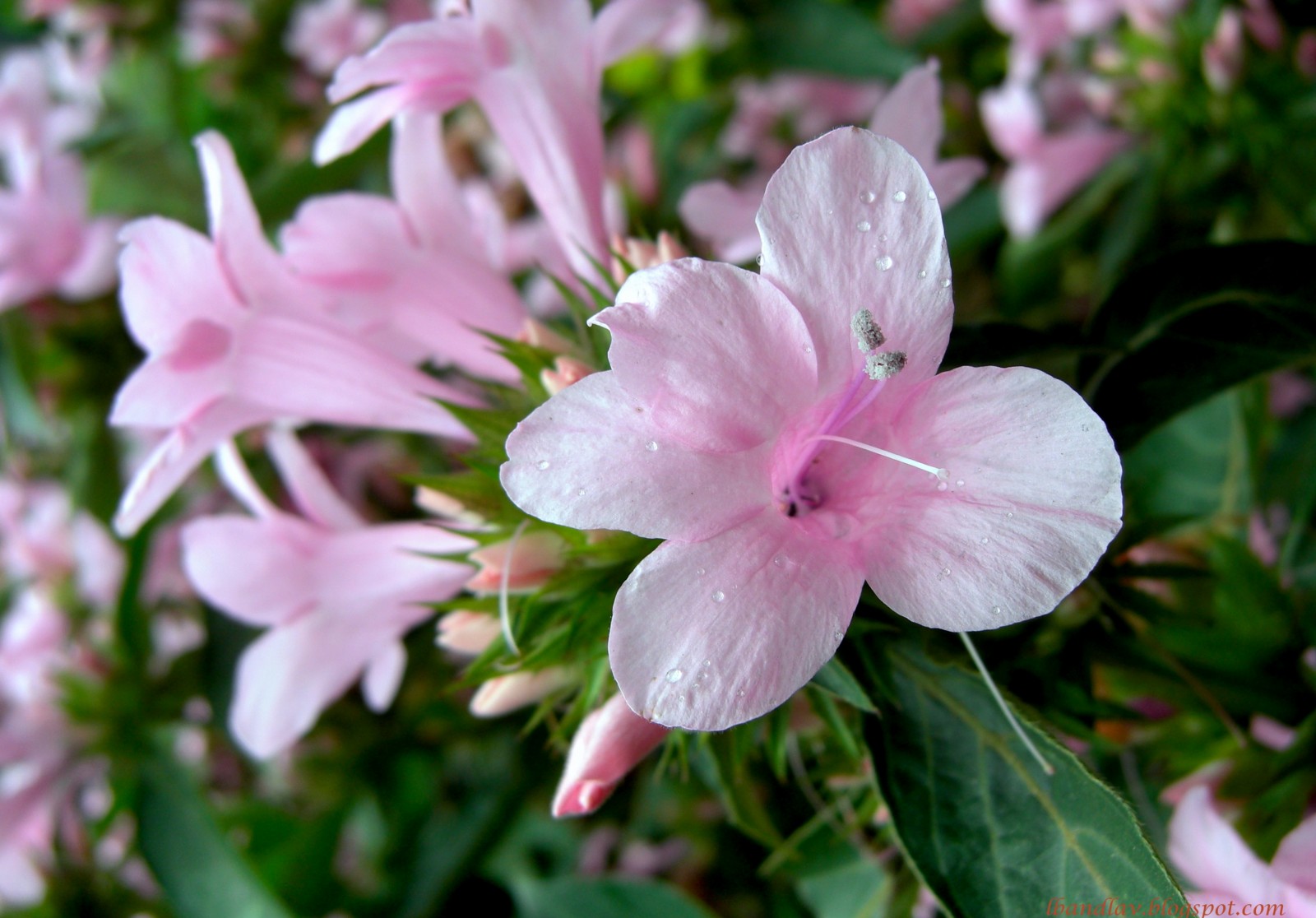 My Thoughts.. My Views....: Flowers from Coorg