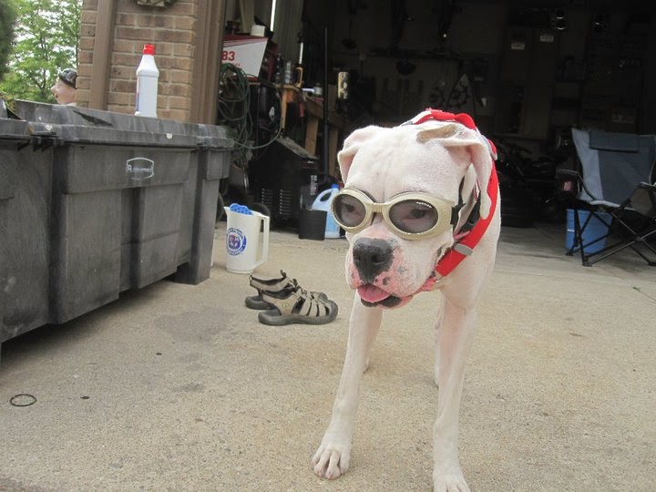 ~Living Life To It's Fullest~: White Boxer Myths