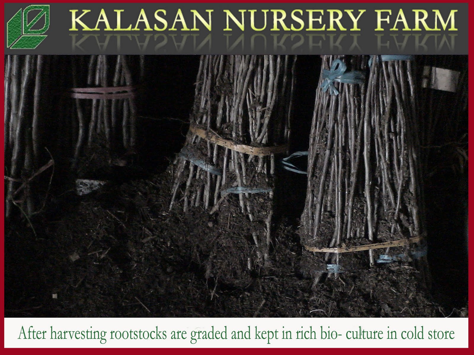 Farmers Collective: Kalasan Nursery Farm, a view.