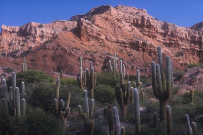 Cuentos de la cripta: El cardón