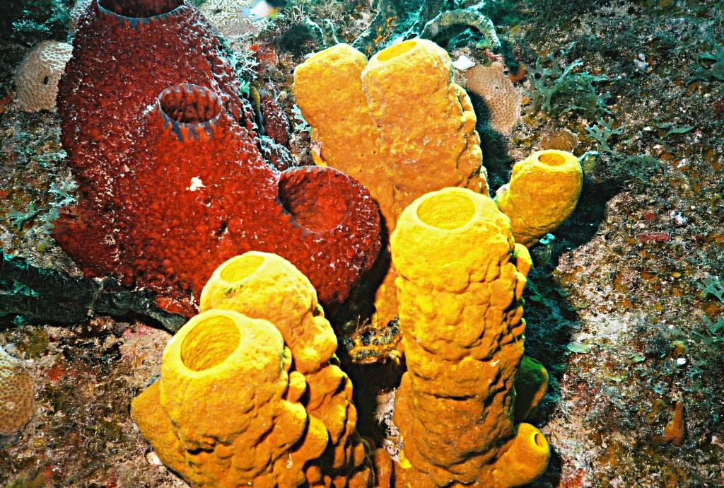 Sistema Digestivo animal: Parazoa (porífera)