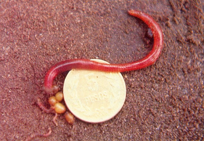 COMITE DE AGRICULTURA ORGANICA PARA EL MEJORAMIENTO Y CONSERVACION DE ...