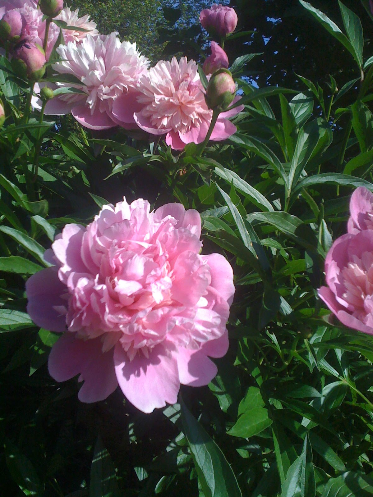 Cottage Country - Ontario, Canada: Pretty Peonies are the perfect ...