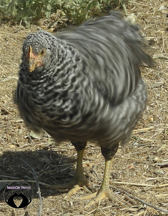 MoonCat Farms Meanderings: Velociraptor Chickens