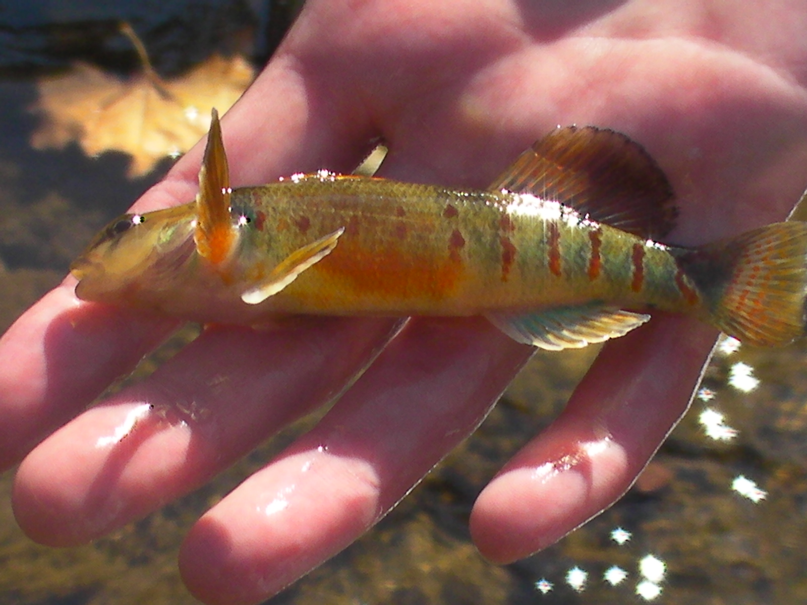 Stream Habitat Management: From highly degraded to nearly pristine ...