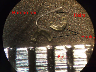 Velcro under the microscope | Domestic Science