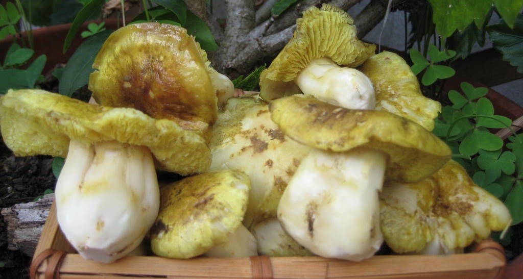 Aldeia Encantada à Beira Rio: COGUMELOS E MISCAROS (SANCHAS)