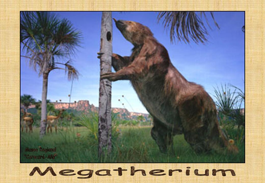 Museo "Caracará-Añá": 24 ago. 2010