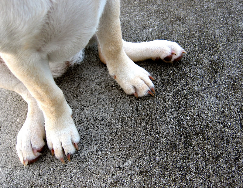 Little Blue Pencil: Puppy Feet