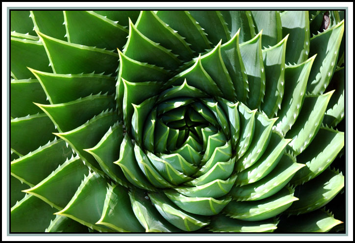 Cup3Tint3: Fibonacci e l'Aloe