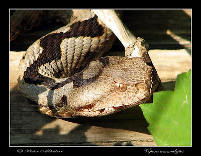 PETER'S MACRO FOTOBLOG: MODRAS (Vipera ammodytes)