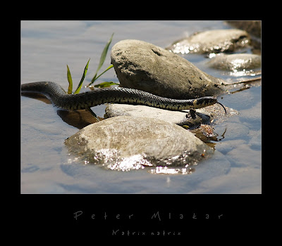 PETER'S MACRO FOTOBLOG: Belouška (Natrix natrix)