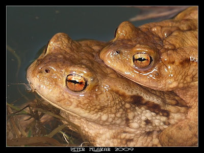 PETER'S MACRO FOTOBLOG: Navadna krastača (Bufo bufo)