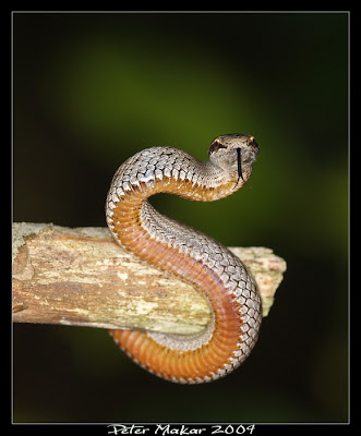 PETER'S MACRO FOTOBLOG: Smokulja (Coronella austriaca)