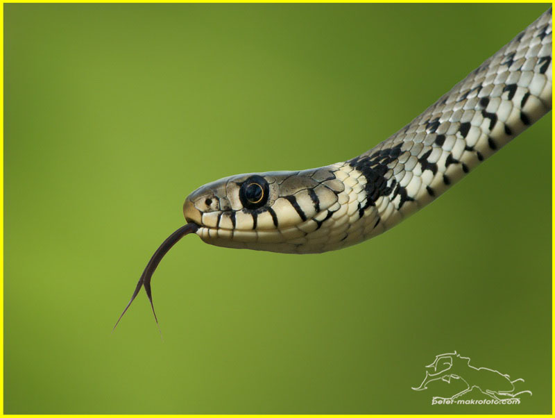 PETER'S MACRO FOTOBLOG: Belouška (Natrix natrix)