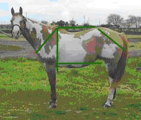 Horse Judging: Conformation Basics: Balance