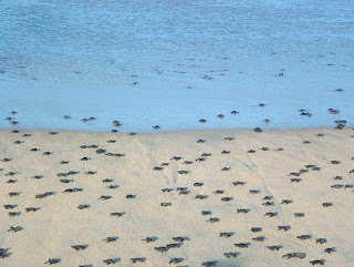 OASISBROTHER: El rumbo es michoacán IV