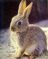 EL CONILL: COM SÓN ELS CONILLS? ON VIUEN? QUÈ MENGEN?