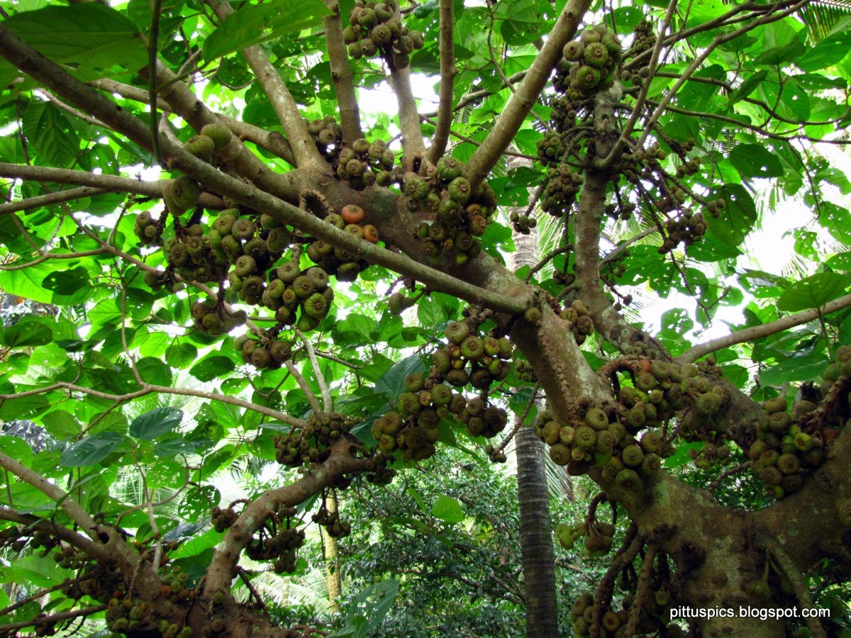 Pritham D'Souza Photography: Wild Fig Tree (Ficus carica)