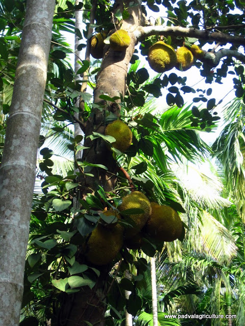 PADVAL AGRICULTURE AND FARM ENTERPRISES: Plantation and Fruit Crops