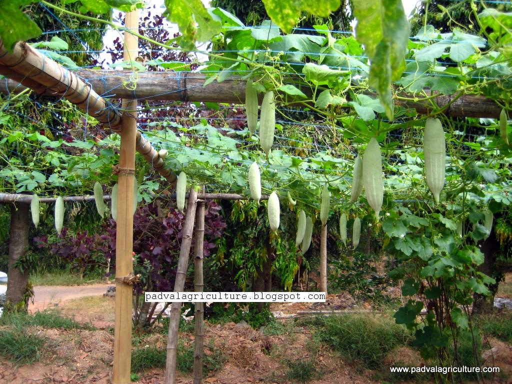 PADVAL AGRICULTURE AND FARM ENTERPRISES: Vegetable Farming