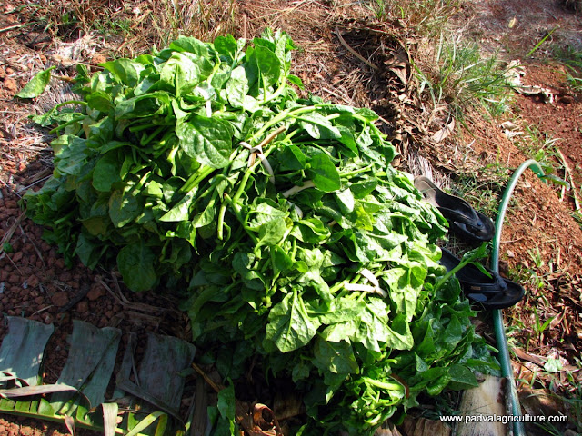 PADVAL AGRICULTURE AND FARM ENTERPRISES: Vegetable Farming