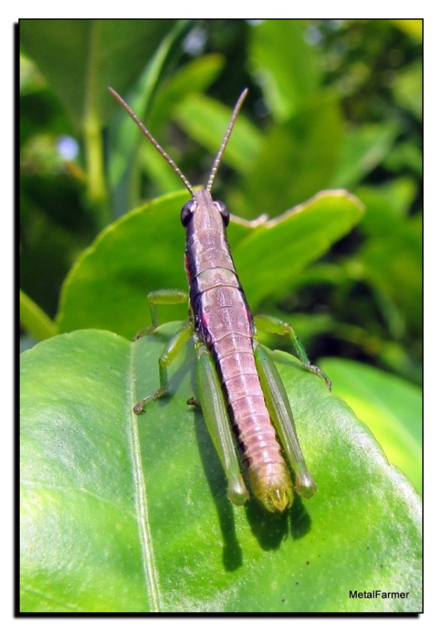 Pritham D'Souza Photography: Insect Macro Photography using Canon ...